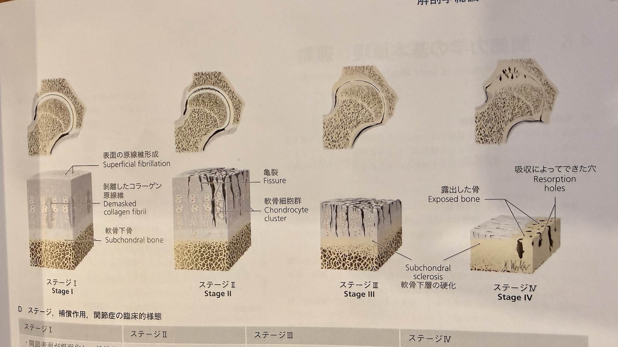 関節が固くなる「本当の理由」を知っていますか？ ――まだ痛くないうちにできること | 福岡の大濠にあるピラティス・ヨガ スタジオKANON（カノン）